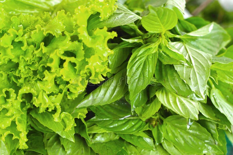 Fresh Vegetables - Lettuce with Basil. Stock Image - Image of basil ...