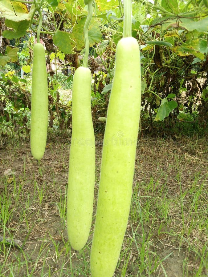 Fresh Vegetables Name Lauki Green and Fresh Vegetable Stock Photo ...