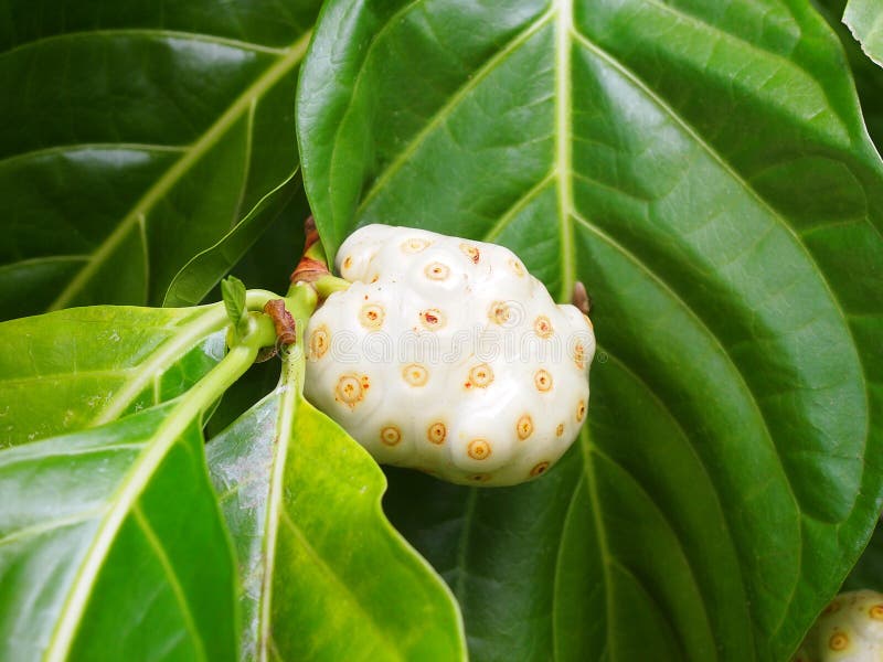 Fruits of Noni with Green Leafs Stock Image - Image of leafs, nature ...