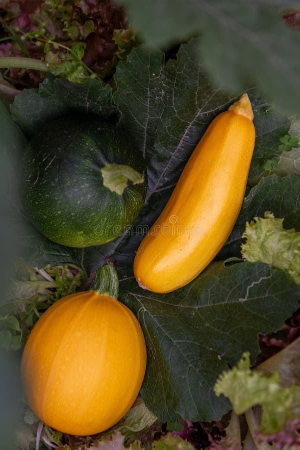 Fresh Vegetables. One Yellow Round, One Yellow Long and One Green Round ...