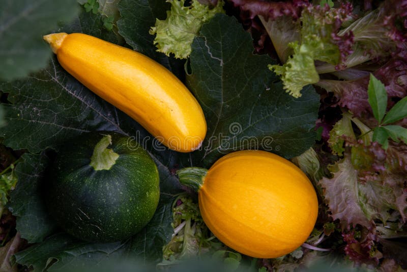Fresh Vegetables. One Yellow Round, One Yellow Long and One Green Round ...