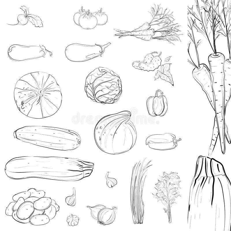 Fresh Vegetables Sketch Collection Stock Illustration - Illustration of ...