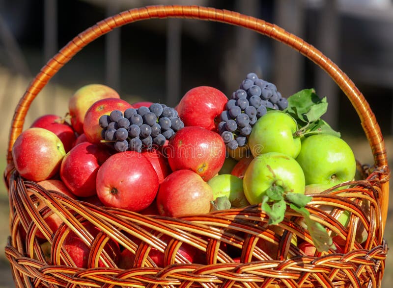 Fresh Vegetables are Sold at the Fair in the Fall Stock Image - Image ...