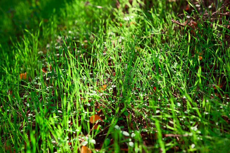 Fresh verdure stock photo. Image of color, growth, farming - 217940252