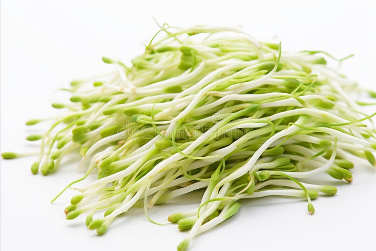 Fresh and Vibrant Bean Sprouts on a Clean White Background for ...
