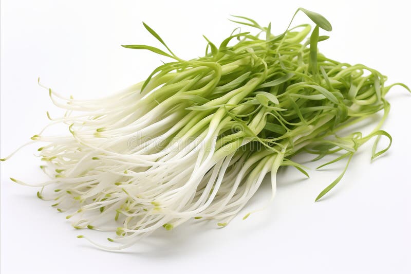 Fresh and Vibrant Bean Sprouts on a Clean White Background for ...