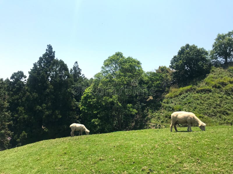 Fresh View with Two Sheep on the Field at Cingjing Farm, Taichung ...