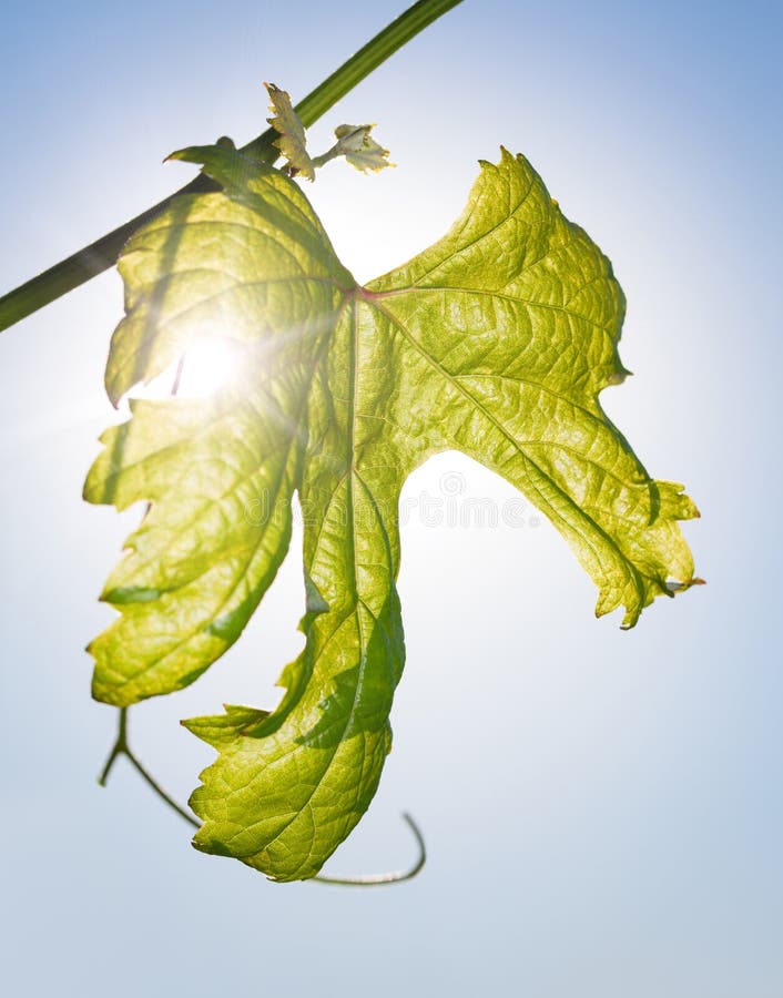 Fresh vine leaf at spring stock photo. Image of vineyard - 190189896