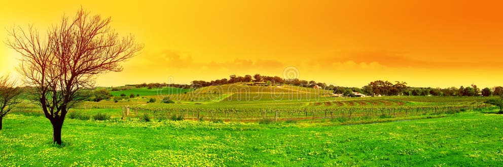 Fresh Vineyard Panoramic stock image. Image of panorama - 2591519