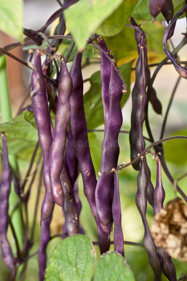 Fresh Violet Beans in the Garden. Stock Photo - Image of crop ...