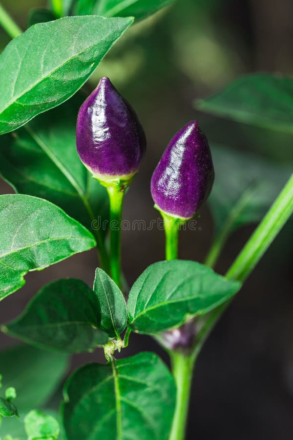 Fresh violet chili peppers stock photo. Image of chilli - 62863942