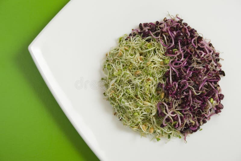 Fresh Violet and Green Germ in Yin-yang Form Stock Image - Image of ...