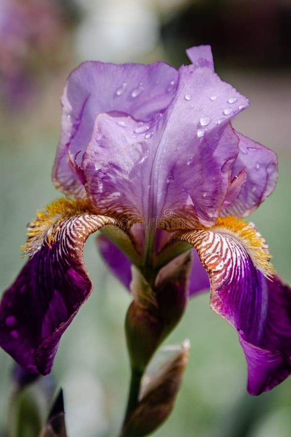 Fresh Violet Iris Flower with Rain Drops Stock Image - Image of purple ...