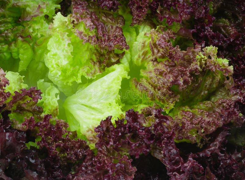 Violet Lettuce for Salad Plant on Mountain Stock Photo - Image of field ...