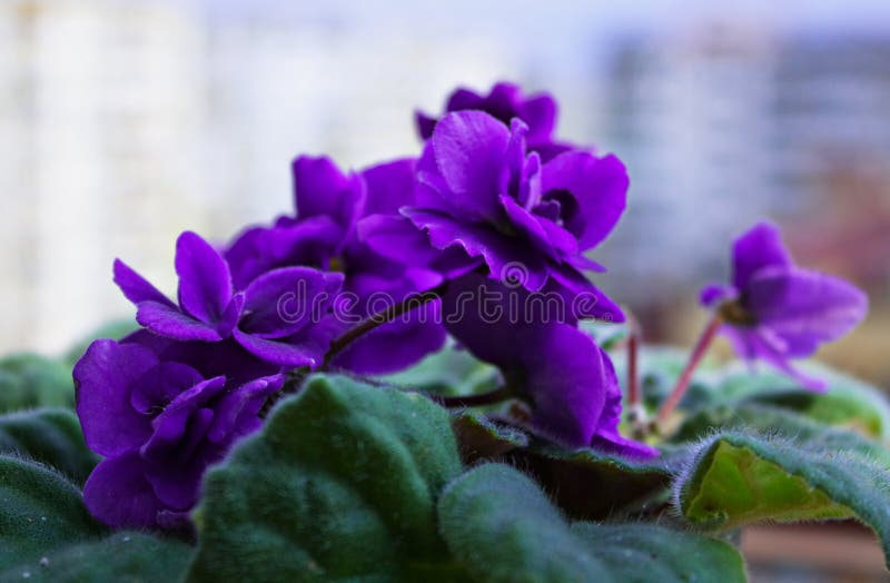 Fresh violets in pot stock photo. Image of flush, blossom - 43310952