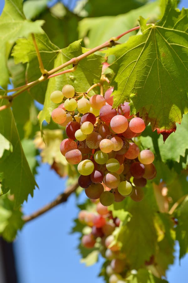 Fresh Vitis vinifera stock image. Image of grape, fresh - 134851225