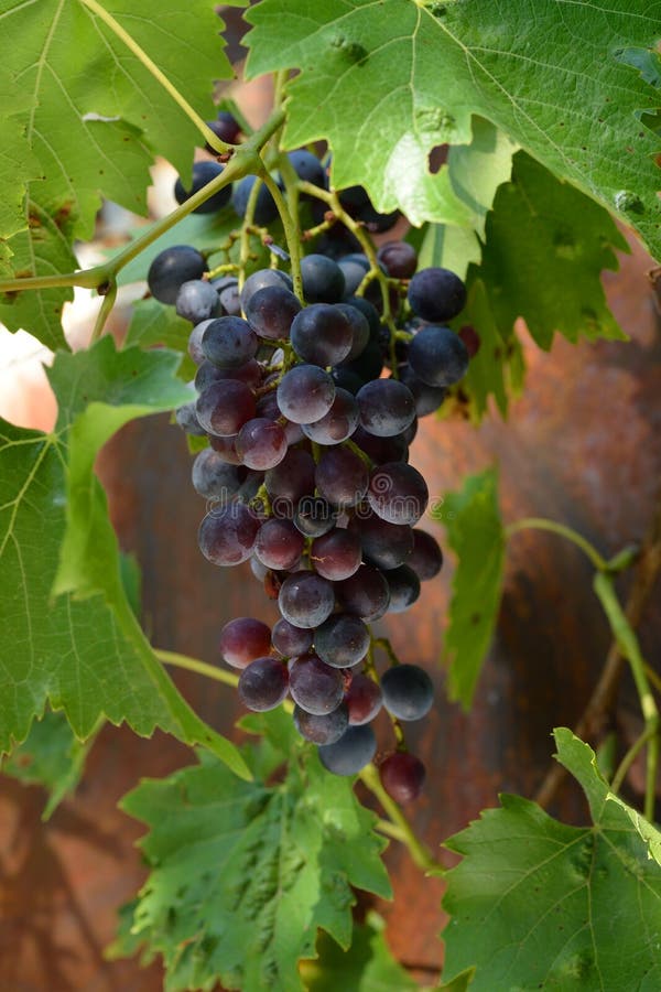 Fresh Vitis vinifera stock image. Image of common, wine - 134851043