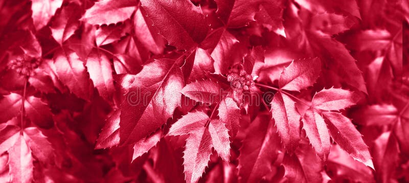 Fresh Viva Magenta Foliage Background. Natural Leaves Pattern Stock ...