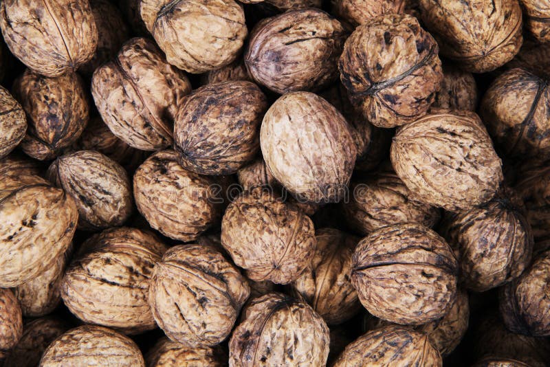 Fresh wallnuts texture stock photo. Image of brown, seed - 145647726