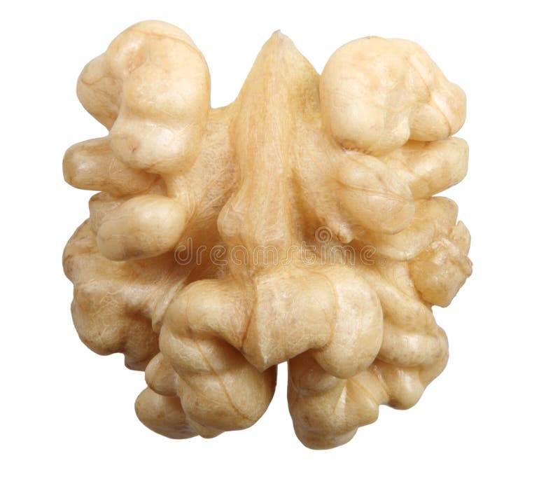 Fresh walnut stock image. Image of protein, produce, fibrin - 21551447