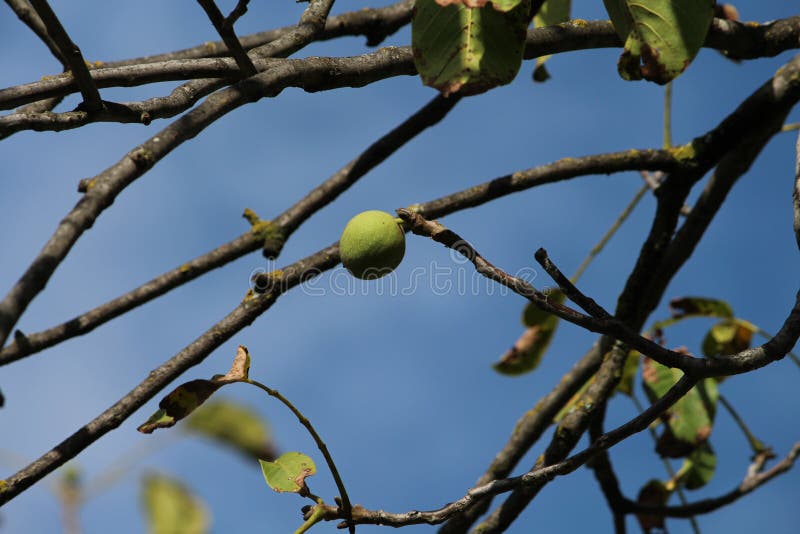 Fresh Walnut Fruit on a Tree in Pahalgam, Kashmir Editorial Photo ...