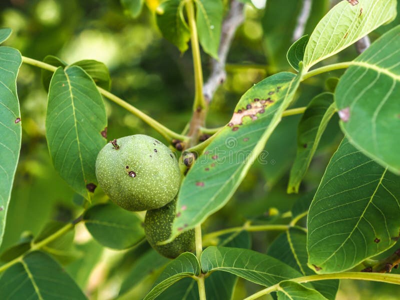 Fresh Walnut and Green Leafs on Tree Stock Photo - Image of natural ...