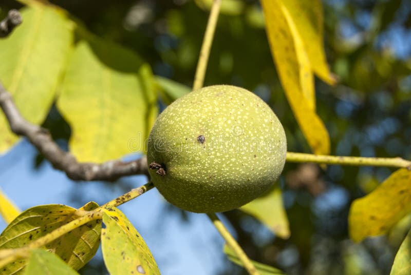 Fresh walnut stock image. Image of freshness, tree, branch - 33671015