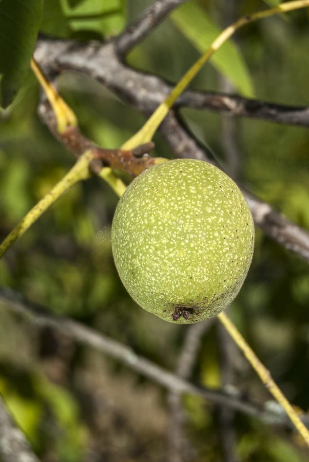 Fresh walnut stock photo. Image of branch, nutrition - 33671062