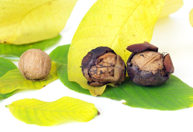 Fresh Walnut Isolated on White Stock Image - Image of background ...