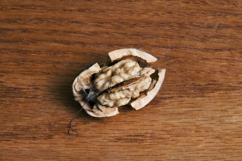 Fresh walnut open stock photo. Image of shell, wood, fruit - 21887766