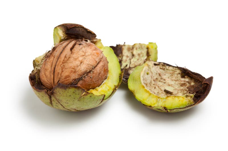 Walnut kernel stock image. Image of edible, group, breakfast - 26026755