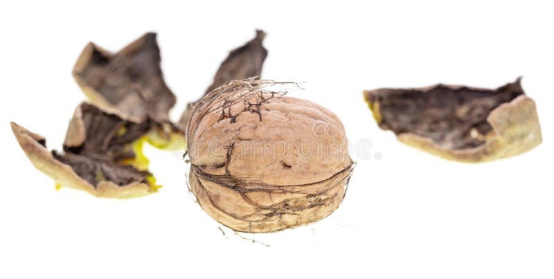 Fresh Walnut in the Shell Isolated on a White Stock Image - Image of ...