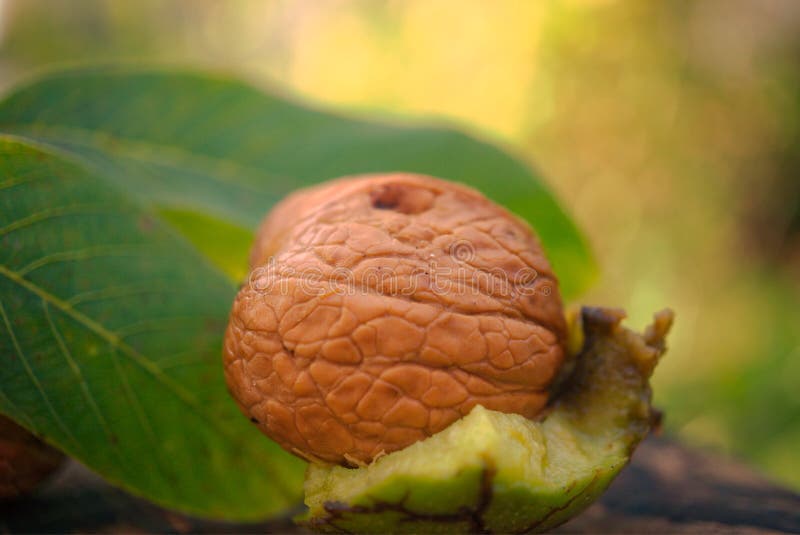 Fresh Walnut in the Shell with Part of Green Husk Stock Photo - Image ...