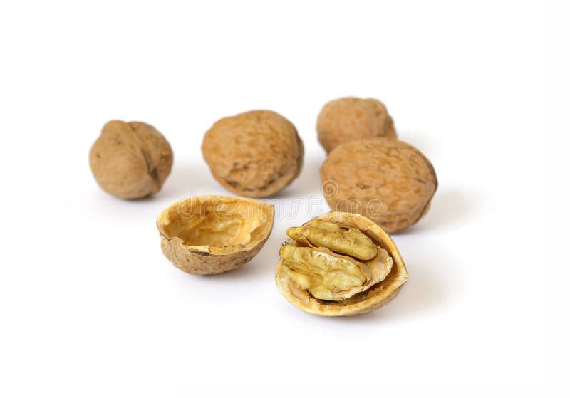 Fresh walnut on white stock photo. Image of background - 7161606