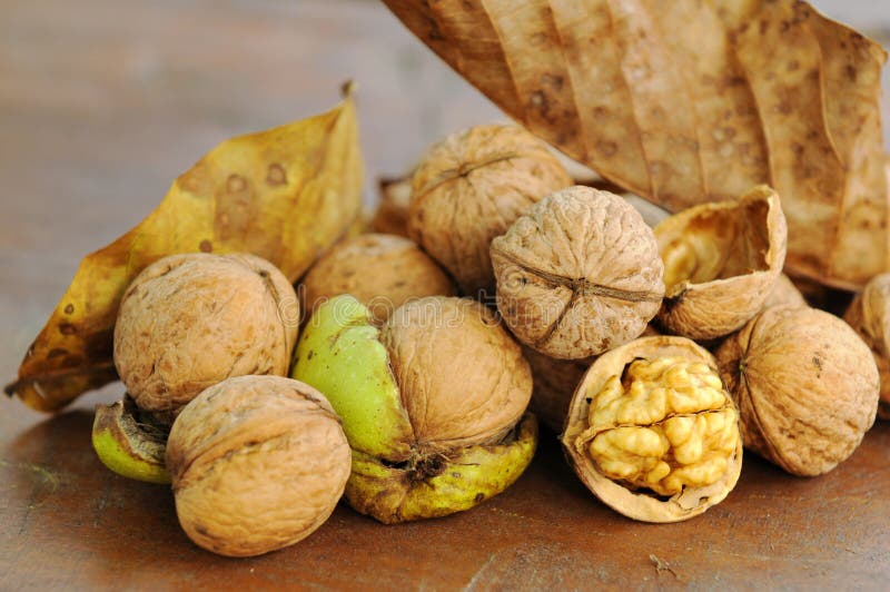 Fresh walnuts stock photo. Image of seasonal, nutshell - 26237202