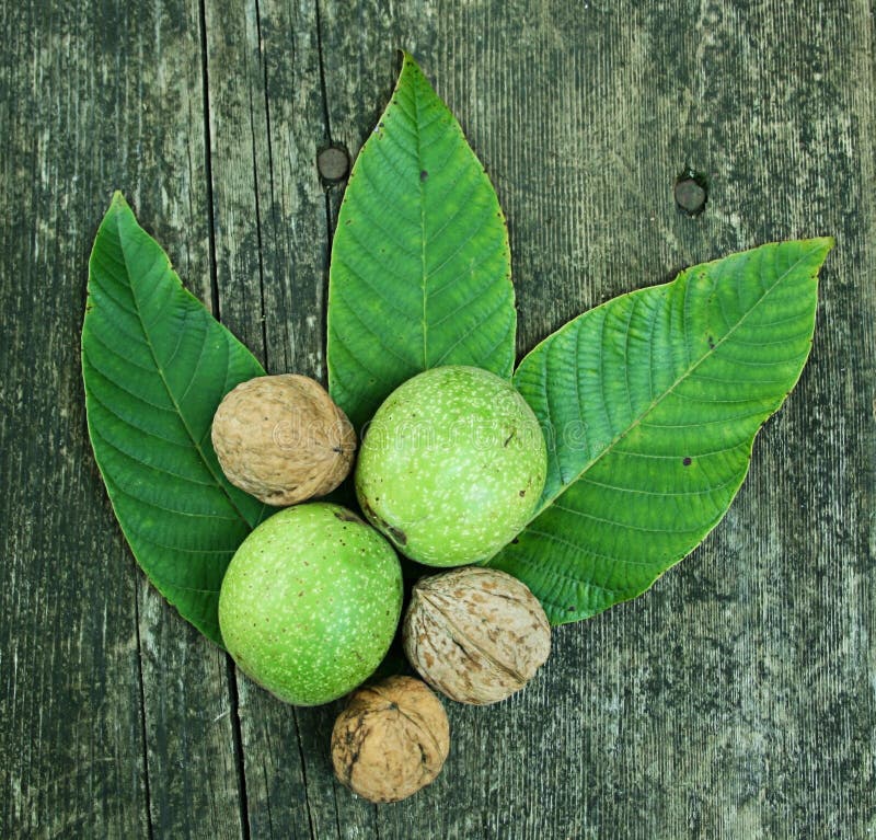 Fresh Walnuts stock image. Image of hard, delicious, health - 26645889