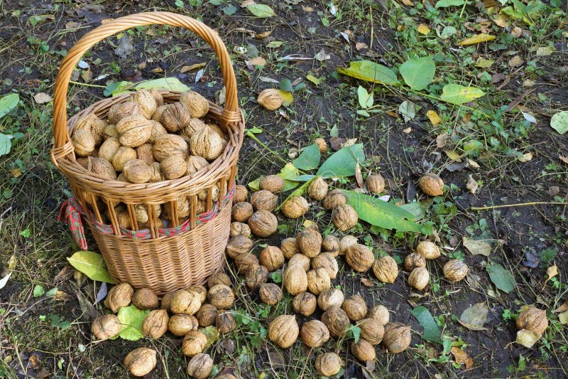 Walnuts in baskets stock photo. Image of hard, basket - 71034990
