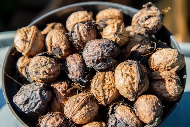 Fresh walnuts stock image. Image of nutrition, freshly - 165772251