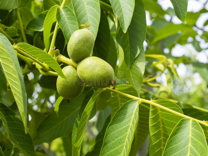 Fresh walnuts stock image. Image of garden, close, cookies - 141504979