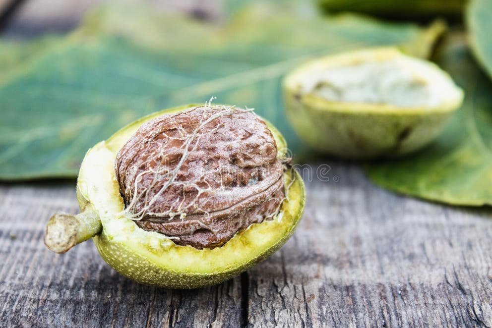 Fresh Walnuts in a Green Shell on an Old Wooden Table. Nuts in Green ...