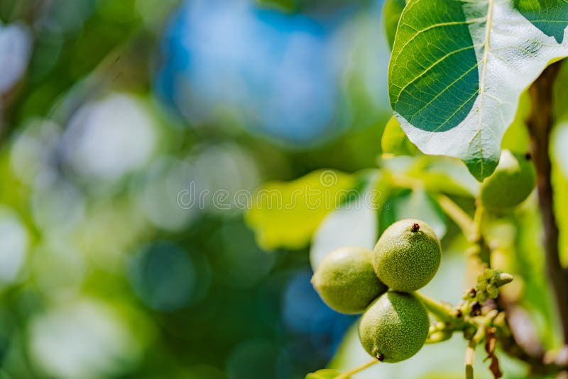 Fresh Walnuts Hanging on a Tree in the Blue Background. Green Walnut ...