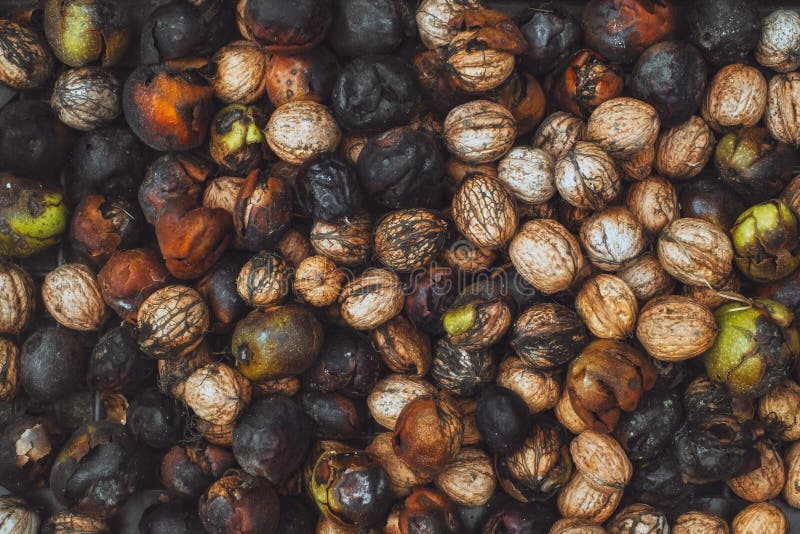 Fresh Walnuts Nuts in-shell at the Market Stall Stock Photo - Image of ...