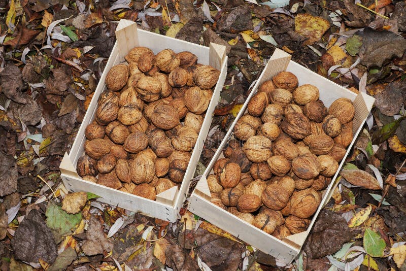 Fresh Walnuts stock image. Image of nuts, juglandaceae - 79736909