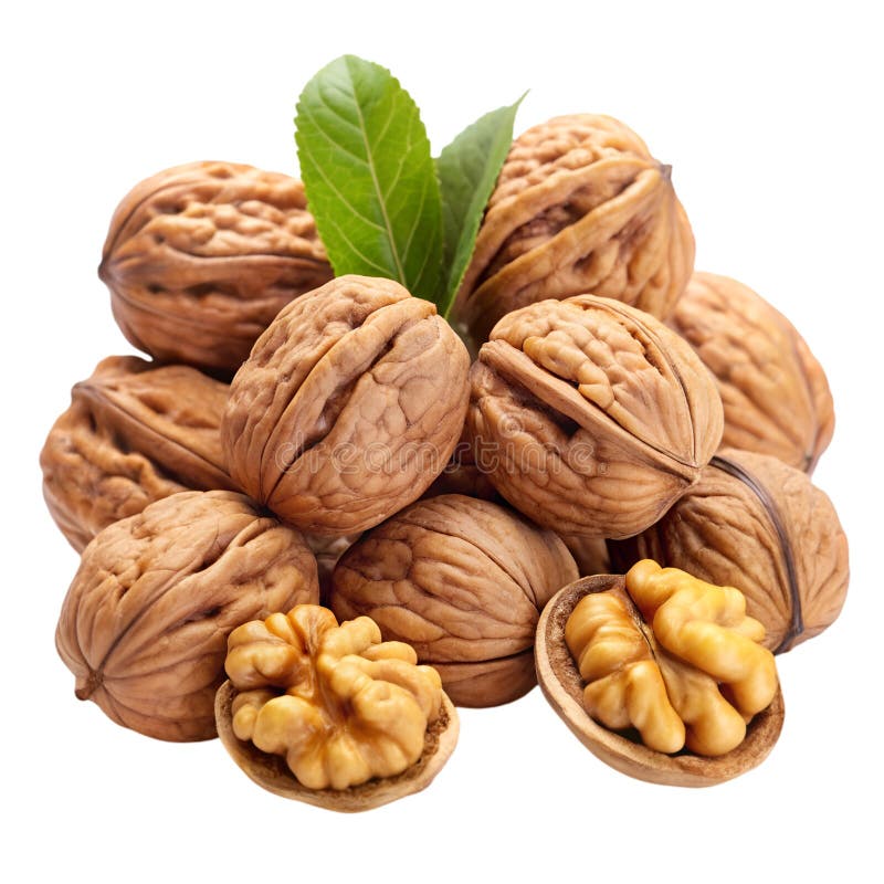 Fresh Walnuts on White Background Stock Illustration - Illustration of ...