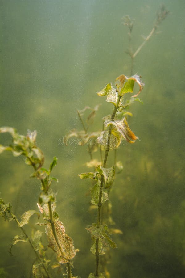 Fresh water algea stock image. Image of seaweed, deep - 179279771