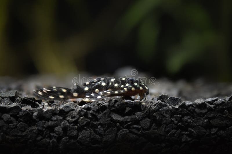 L201 Fish Stock Photos - Free & Royalty-Free Stock Photos from Dreamstime