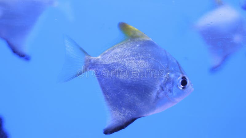 Fresh Water Aquarium Silver Fish Stock Photo - Image of diet, mouth ...