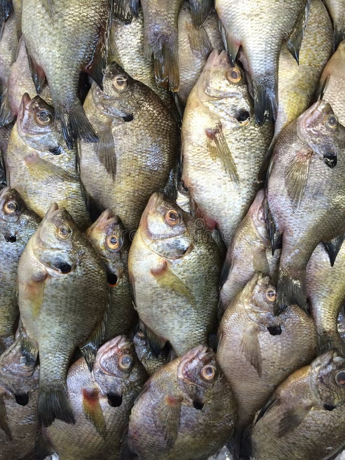 Fresh water bream stock image. Image of fish, fishing - 44705213