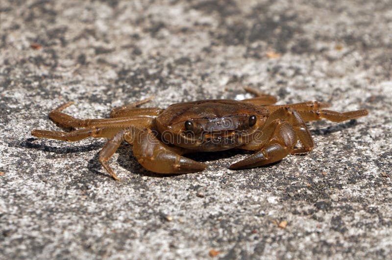 A Fresh Water Crab in Defensive Pose Stock Image - Image of smallcrab ...