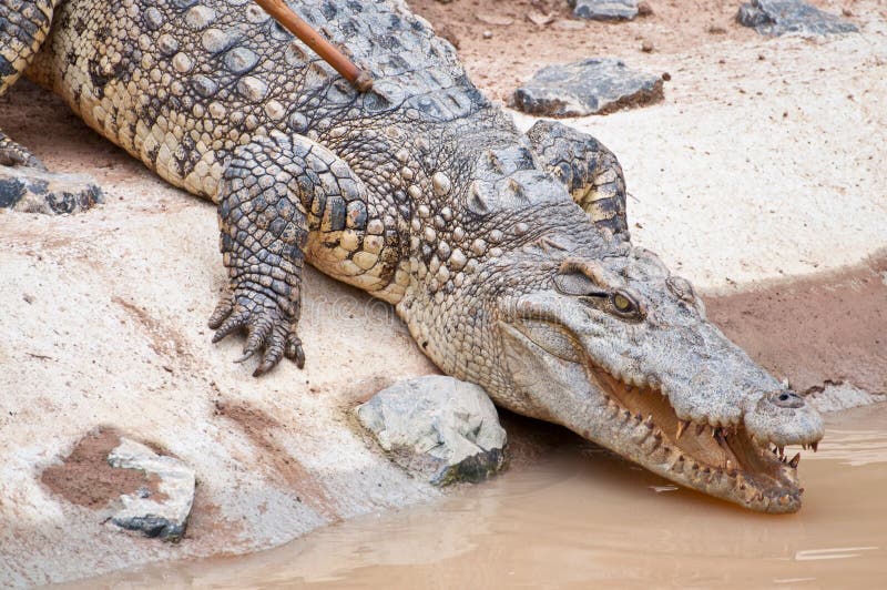 A fresh water crocodile stock image. Image of lying, land - 26107183